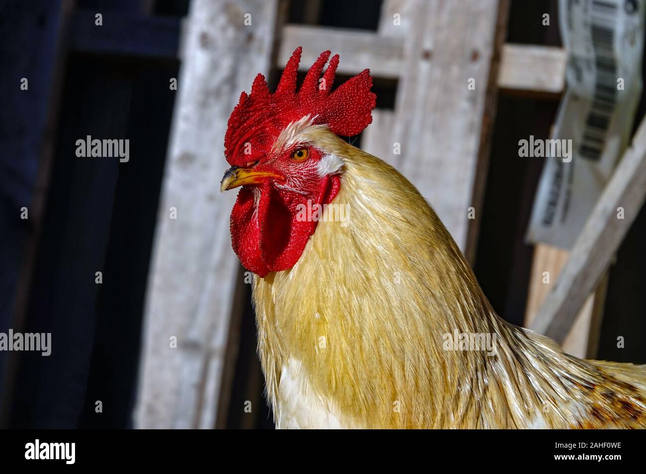 Chicken, rooster, cockerel, with red cockscomb Stock Photo - Alamy