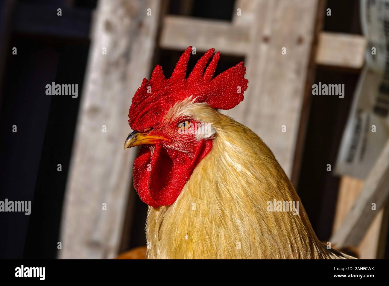 Chicken, rooster, cockerel, with red cockscomb Stock Photo - Alamy