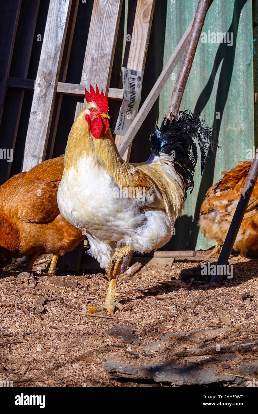 Chicken, rooster, cockerel, with red cockscomb Stock Photo - Alamy