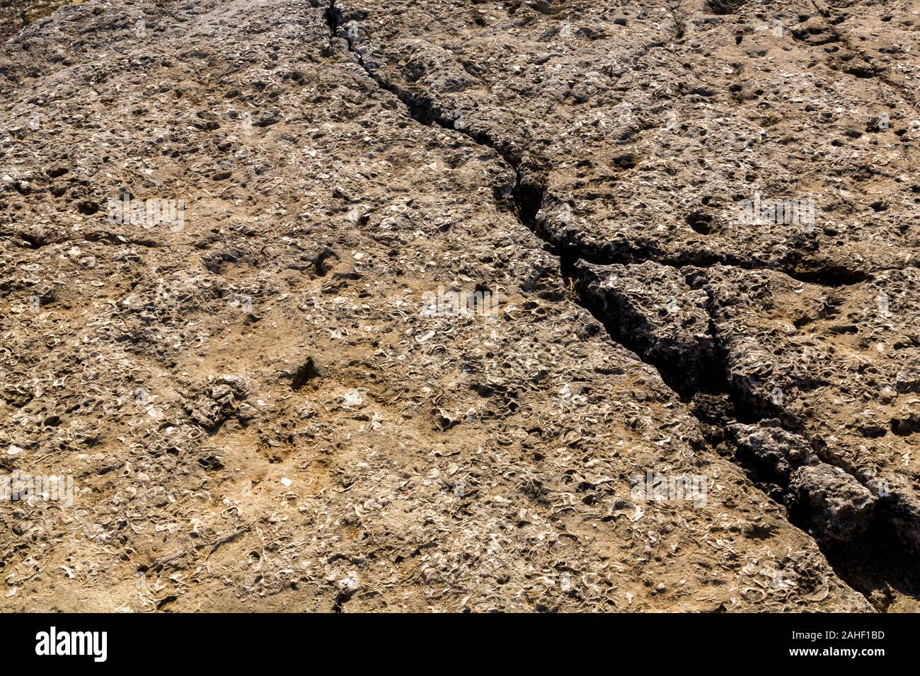Fossils In The Stone High Resolution Stock Photography and Images - Alamy