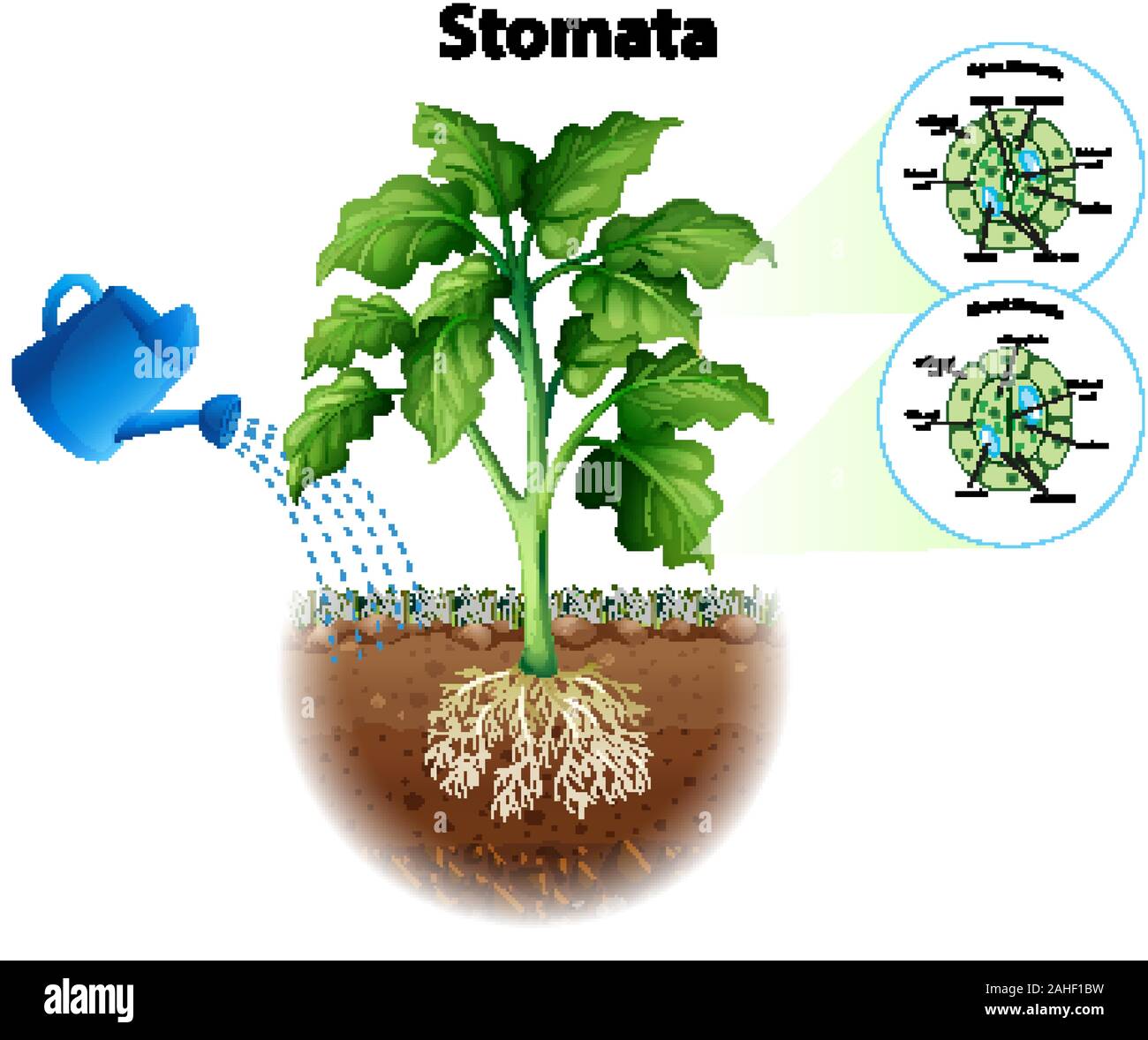 Diagram showing stomata on the chart illustration Stock Vector Image ...