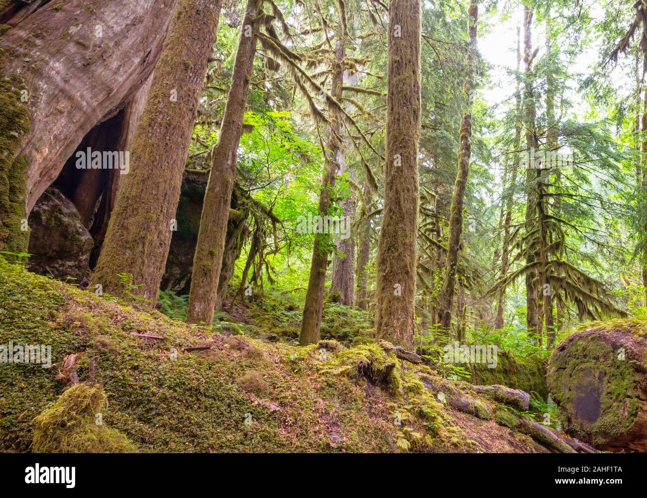 Rain forest with dense vegetation Stock Photo - Alamy