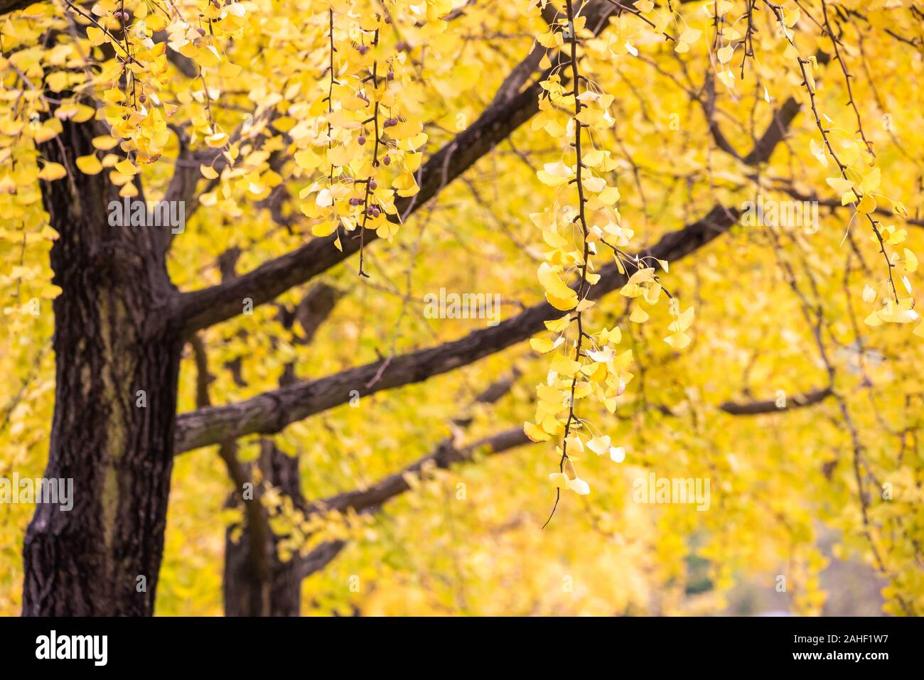 Ginkgo trees with yellow foliage in autumn in Chengdu Stock Photo - Alamy