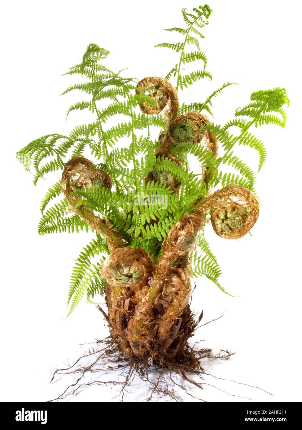 Fern plant new growth Cut Out Stock Images & Pictures - Alamy