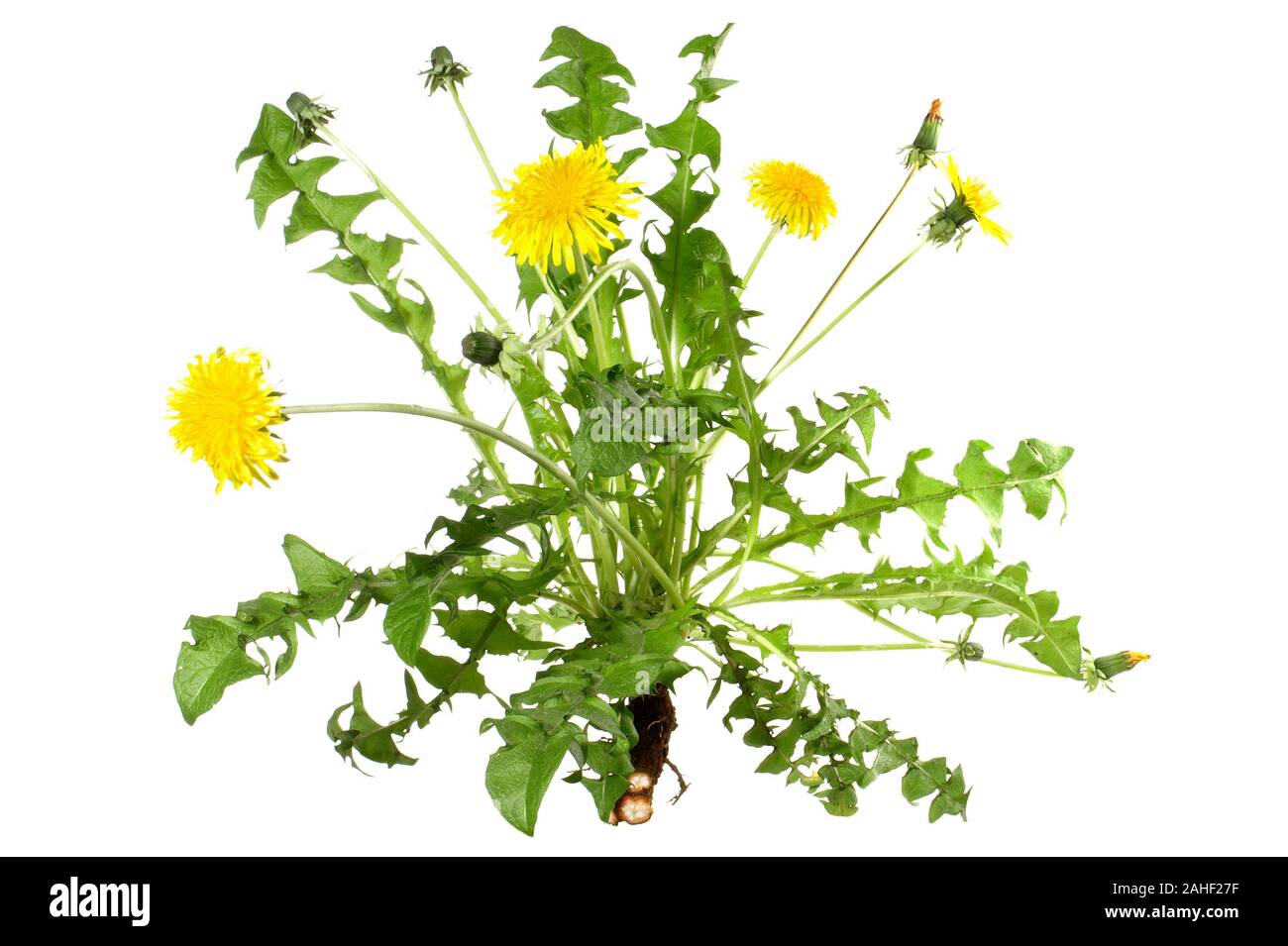 Dandelion Flower with Root on white Background Stock Photo - Alamy
