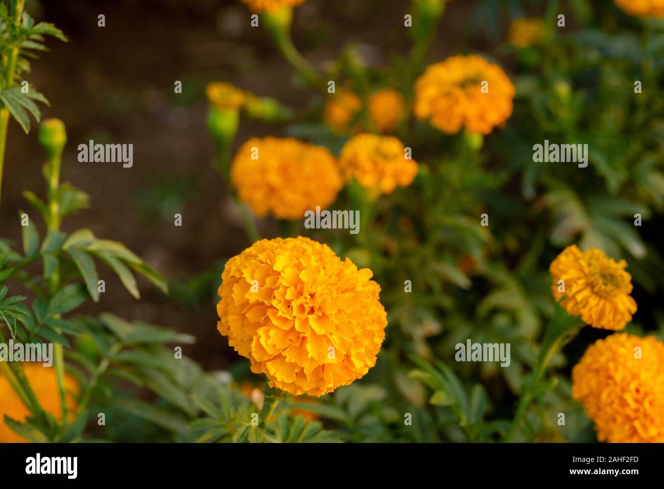 marigold flower in farm field,Beautiful blooming Marigold flower farm ...