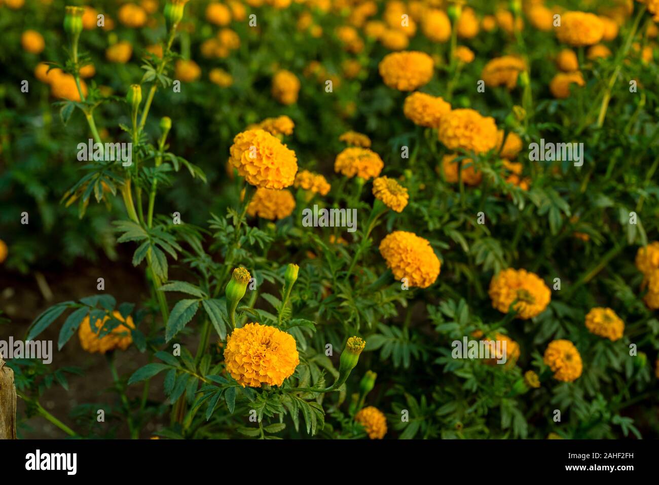 marigold flower in farm field,Beautiful blooming Marigold flower farm ...