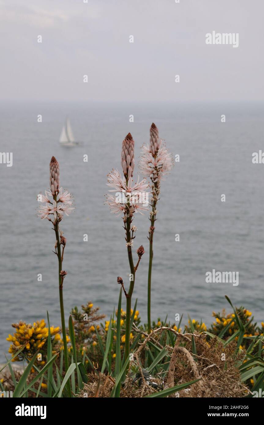 Asphodel lily white flower hi-res stock photography and images - Alamy