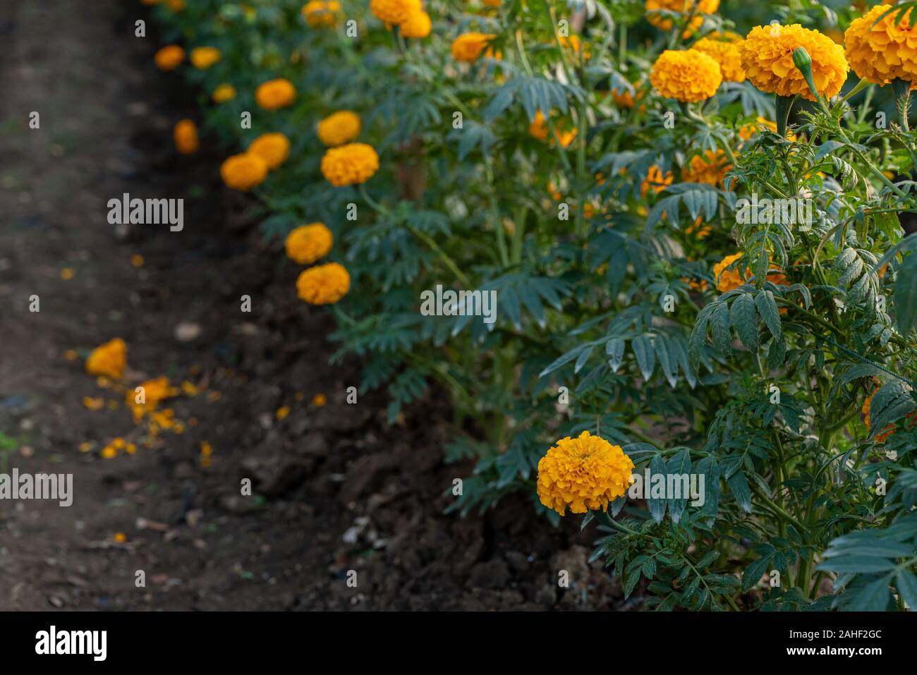 marigold flower in farm field,Beautiful blooming Marigold flower farm ...