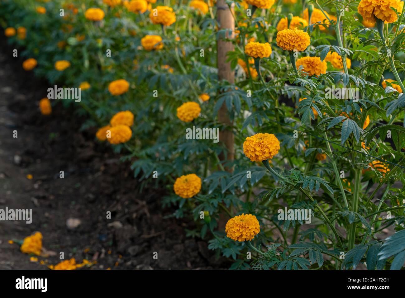 marigold flower in farm field,Beautiful blooming Marigold flower farm ...