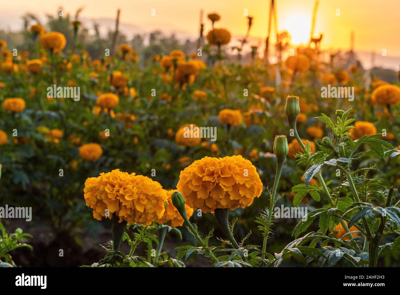 marigold flower in farm field,Beautiful blooming Marigold flower farm ...