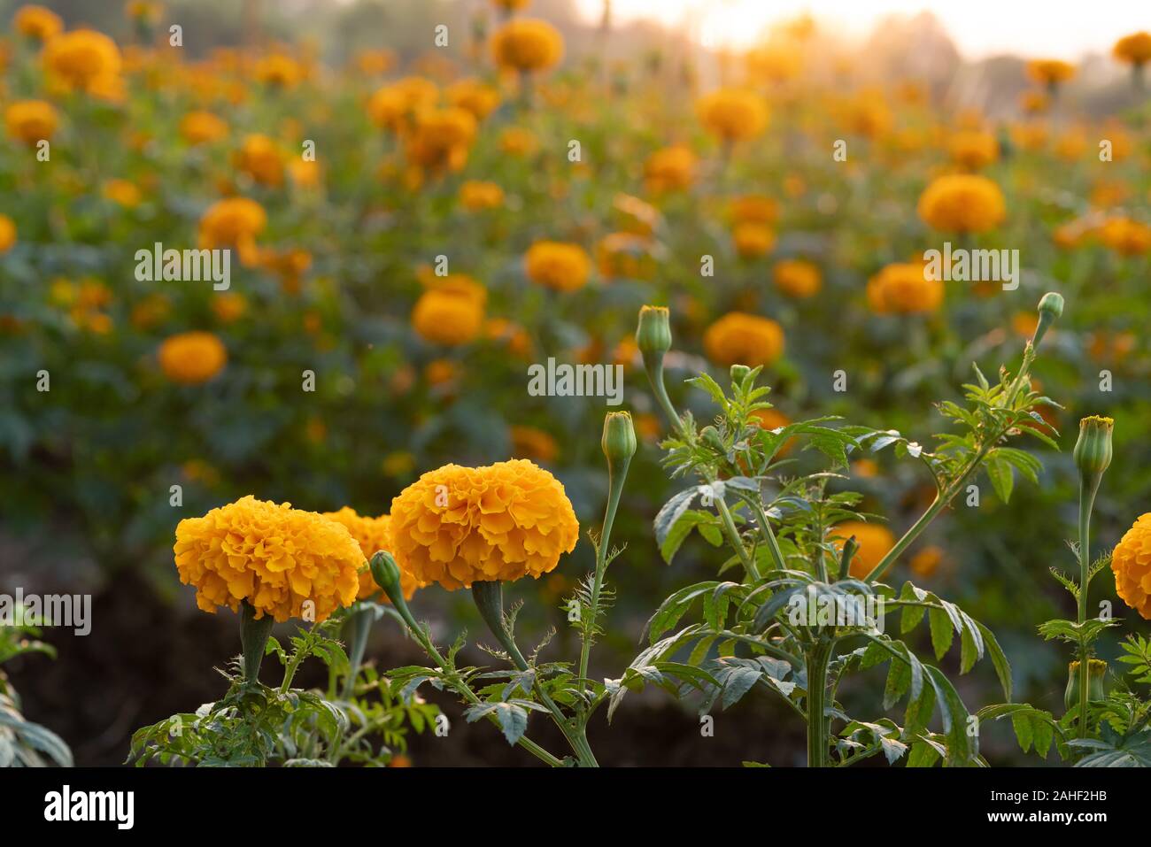 marigold flower in farm field,Beautiful blooming Marigold flower farm ...