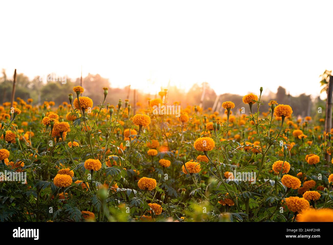 marigold flower in farm field,Beautiful blooming Marigold flower farm ...