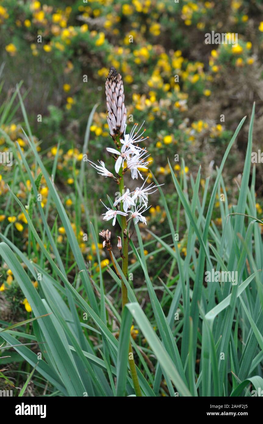 Asphodel lily white flower hi-res stock photography and images - Alamy