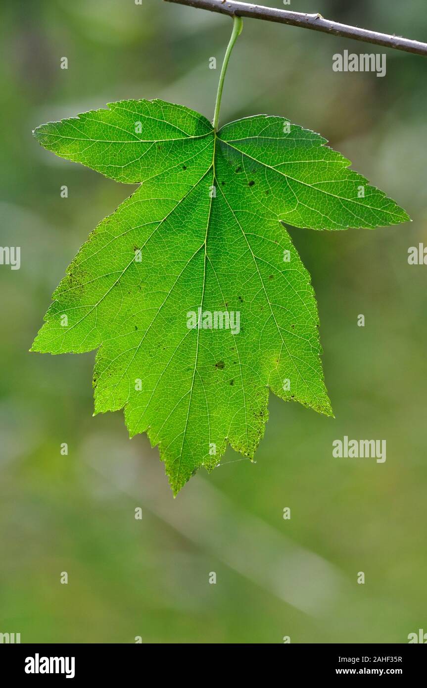 Wild Service Tree Sorbus Torminalis High Resolution Stock Photography ...