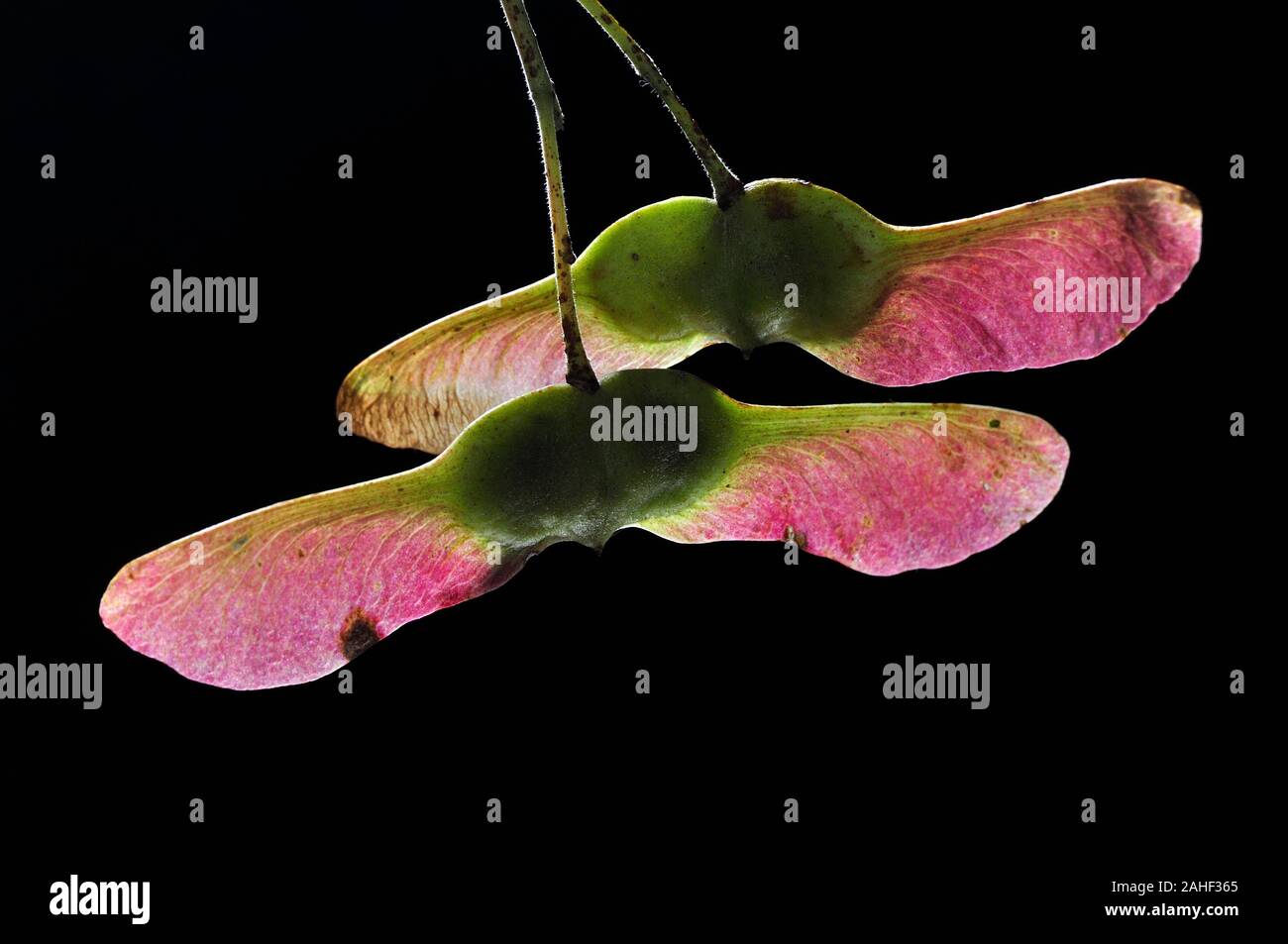 Field maple seeds hi-res stock photography and images - Alamy