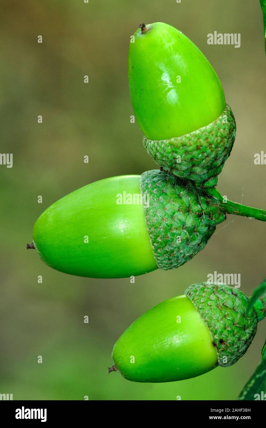 Portraitr of unripe English oak acorns on tree. Dorset, UK Stock Photo ...