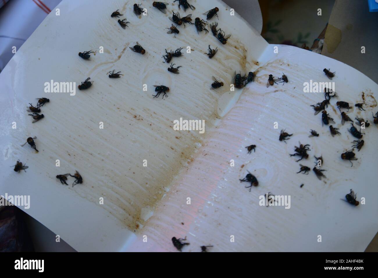 Moth traps hi-res stock photography and images - Alamy