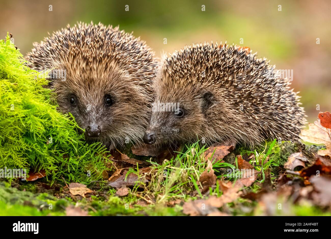 Hedgehogs (Scientific name: Erinaceus Europaeus) wild, native, European ...