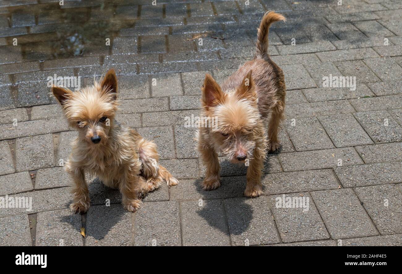 Two tan coloured yorkshire terriers isolated next to rain puddle on a ...