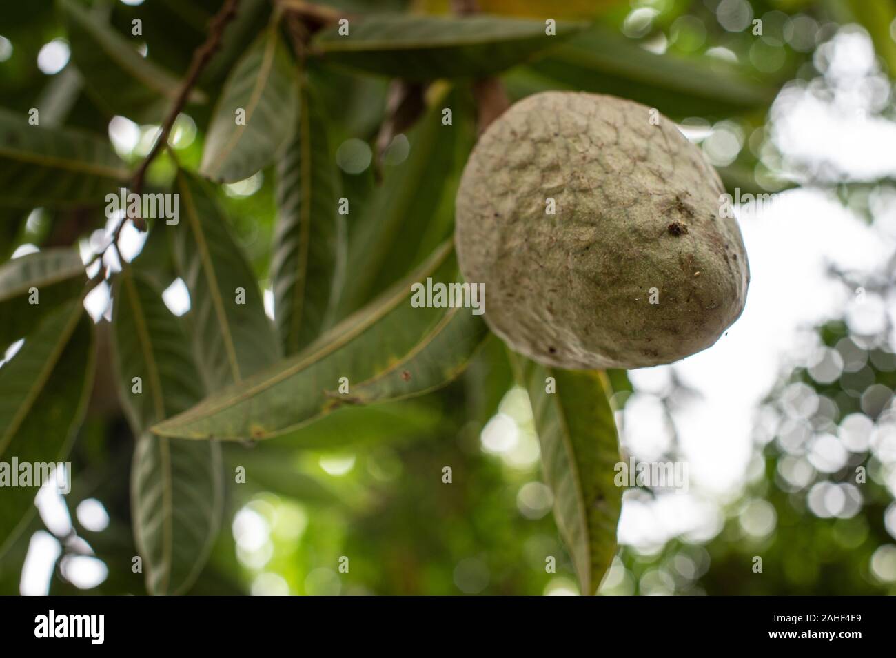 Custard Apple High Resolution Stock Photography and Images - Alamy