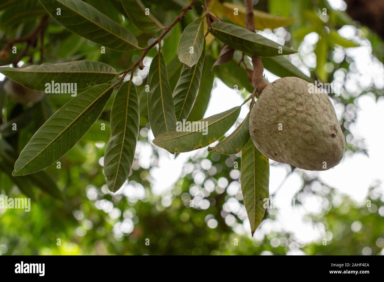 Annona Senegalensis
