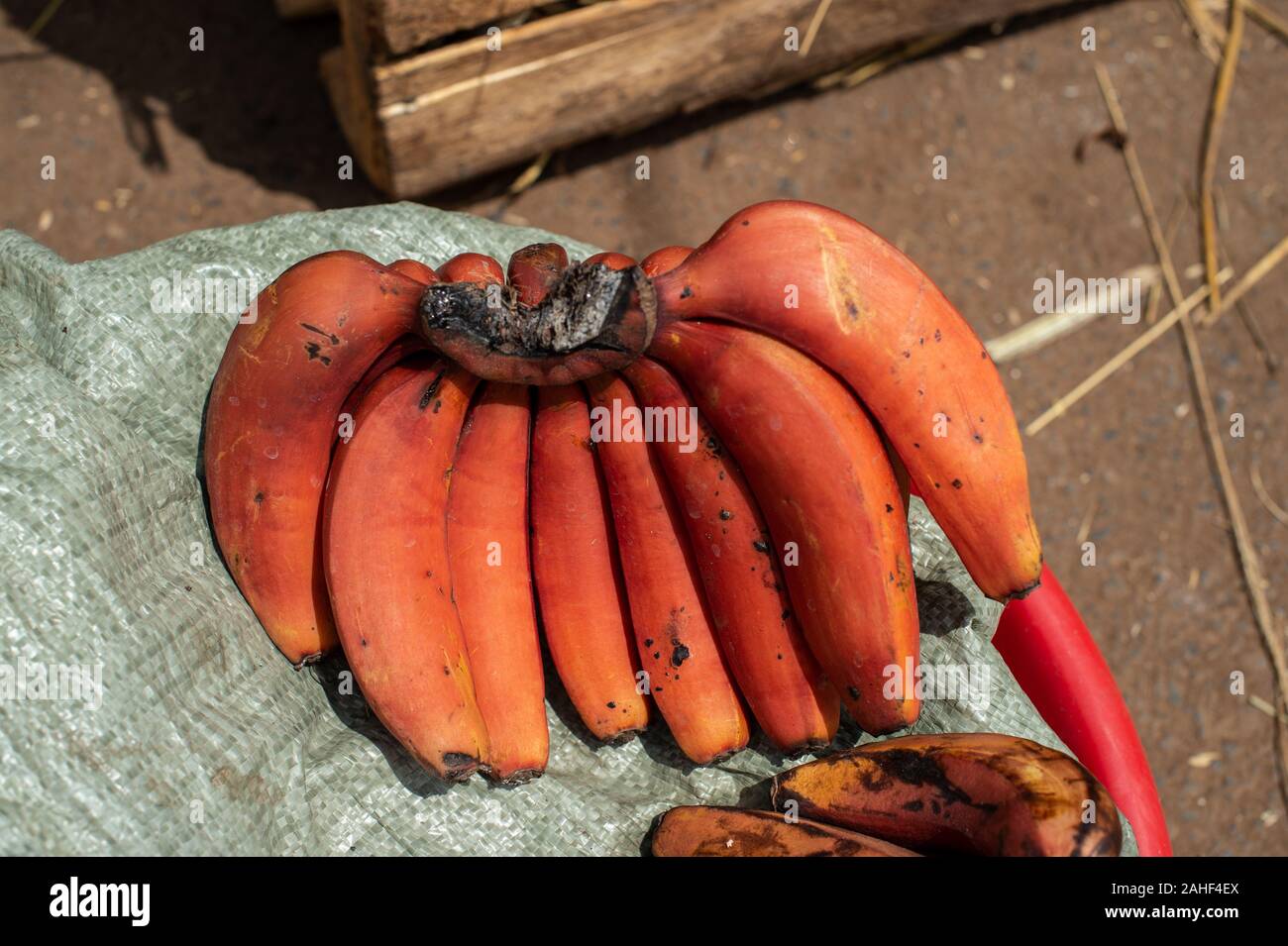 Musaceae hi-res stock photography and images - Alamy