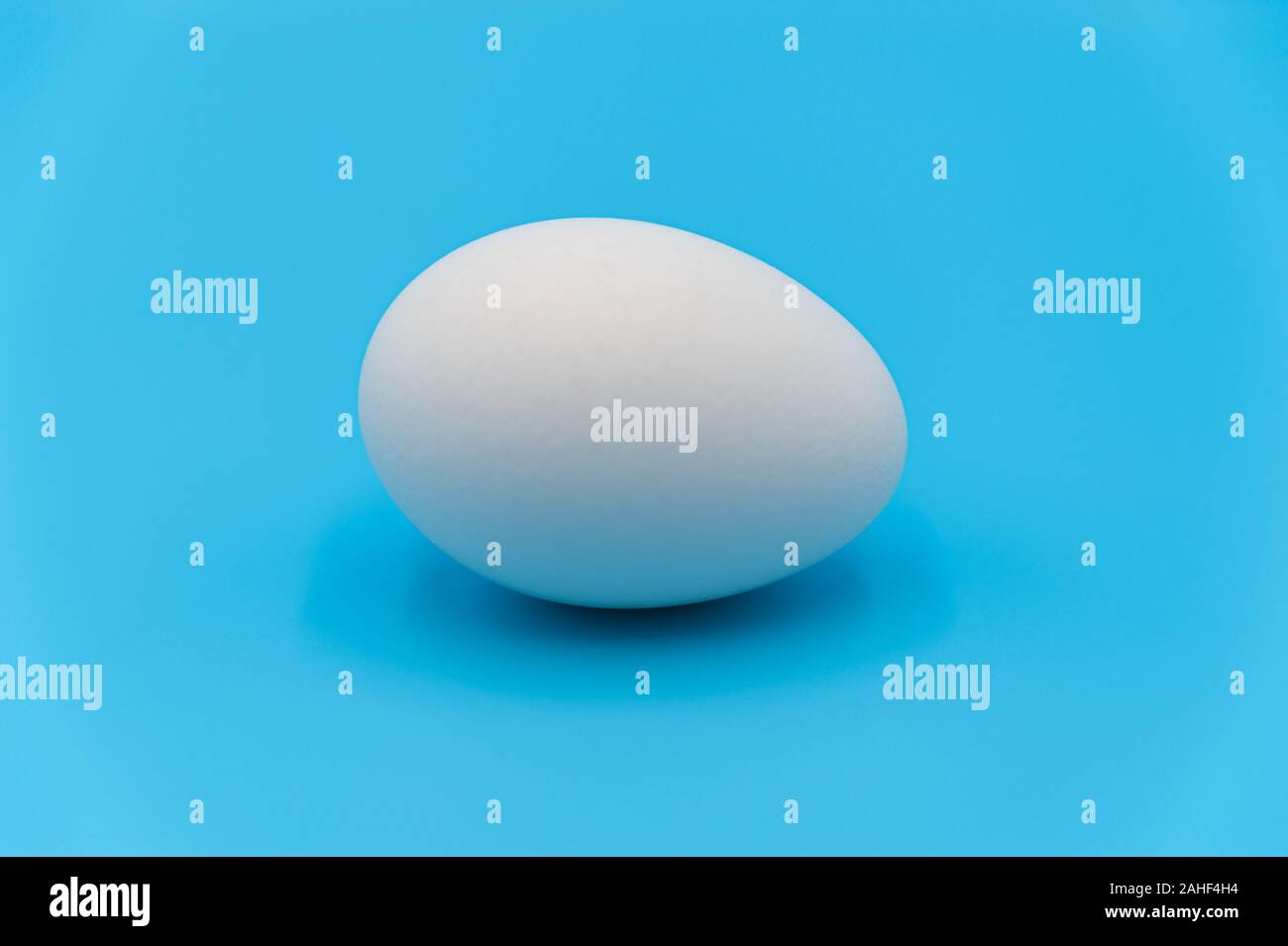 Egg laying isolated on blue background. Front view. Horizontal shot ...