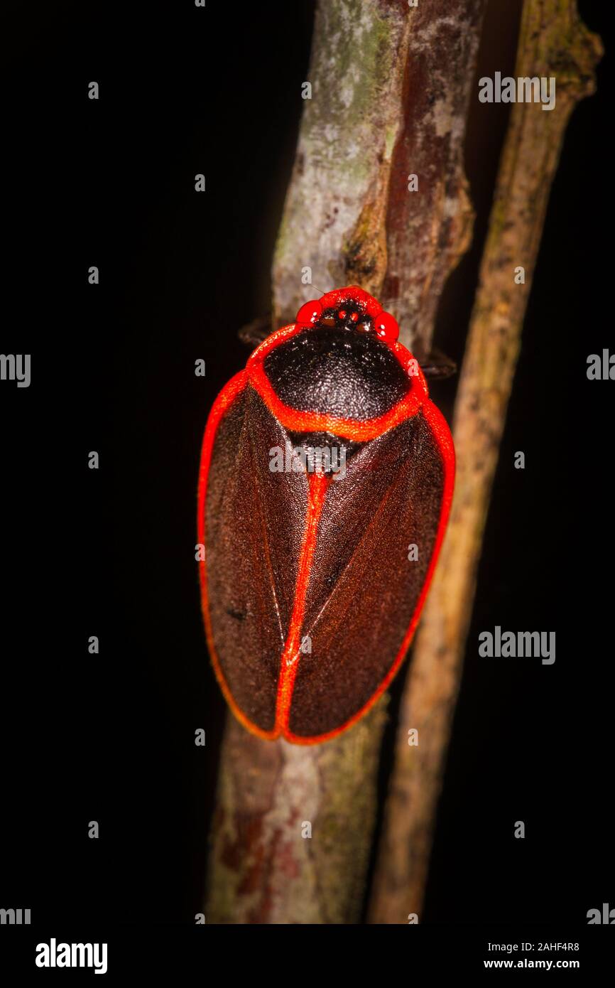 Insect insects wildlife panama hi-res stock photography and images - Alamy