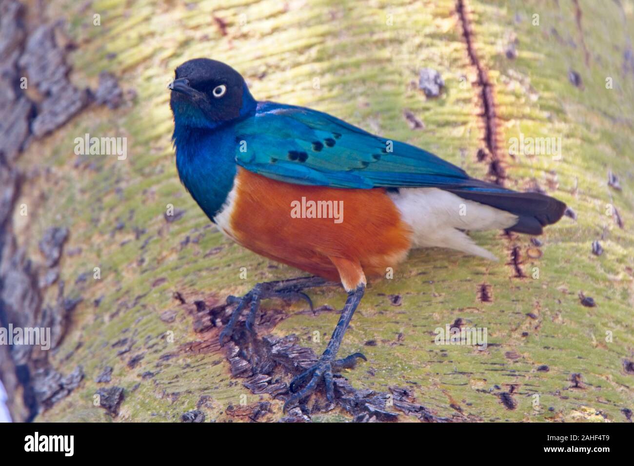 Vibrant superb starling lamprotornis hi-res stock photography and ...