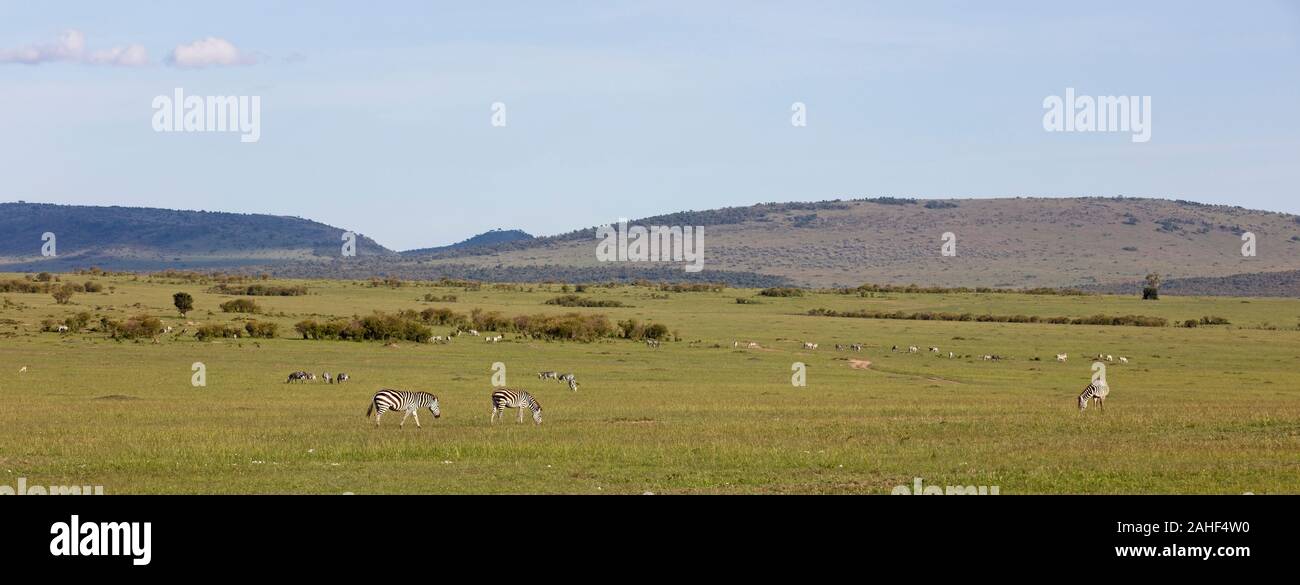 Scenic of the Masai Mara in November, Kenya Stock Photo - Alamy