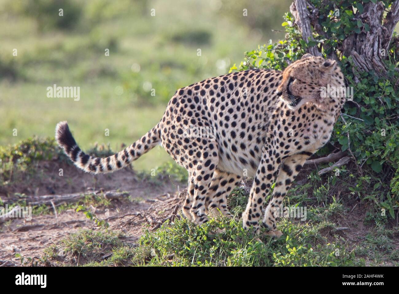 Cheetah (Acinonyx jubatus), male with a full belly, Maasai Mara, Kenya ...