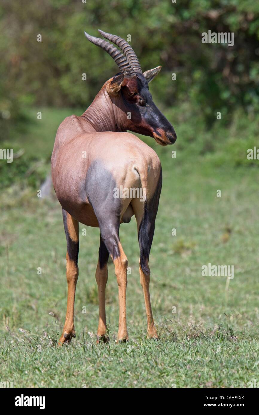 Female topi hi-res stock photography and images - Alamy