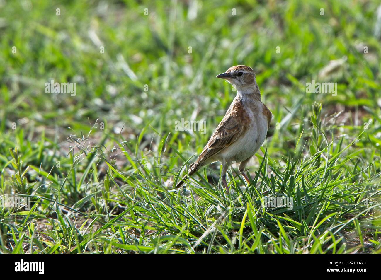 Red-capped Lark (Calendrella cinerea), Maasai Mara, Kenya Stock Photo ...