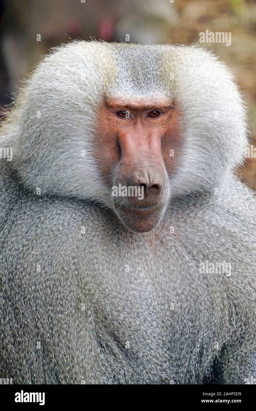 MELBOURNE, AUSTRALIA -14 JUL 2019- View of a male baboon monkey in ...