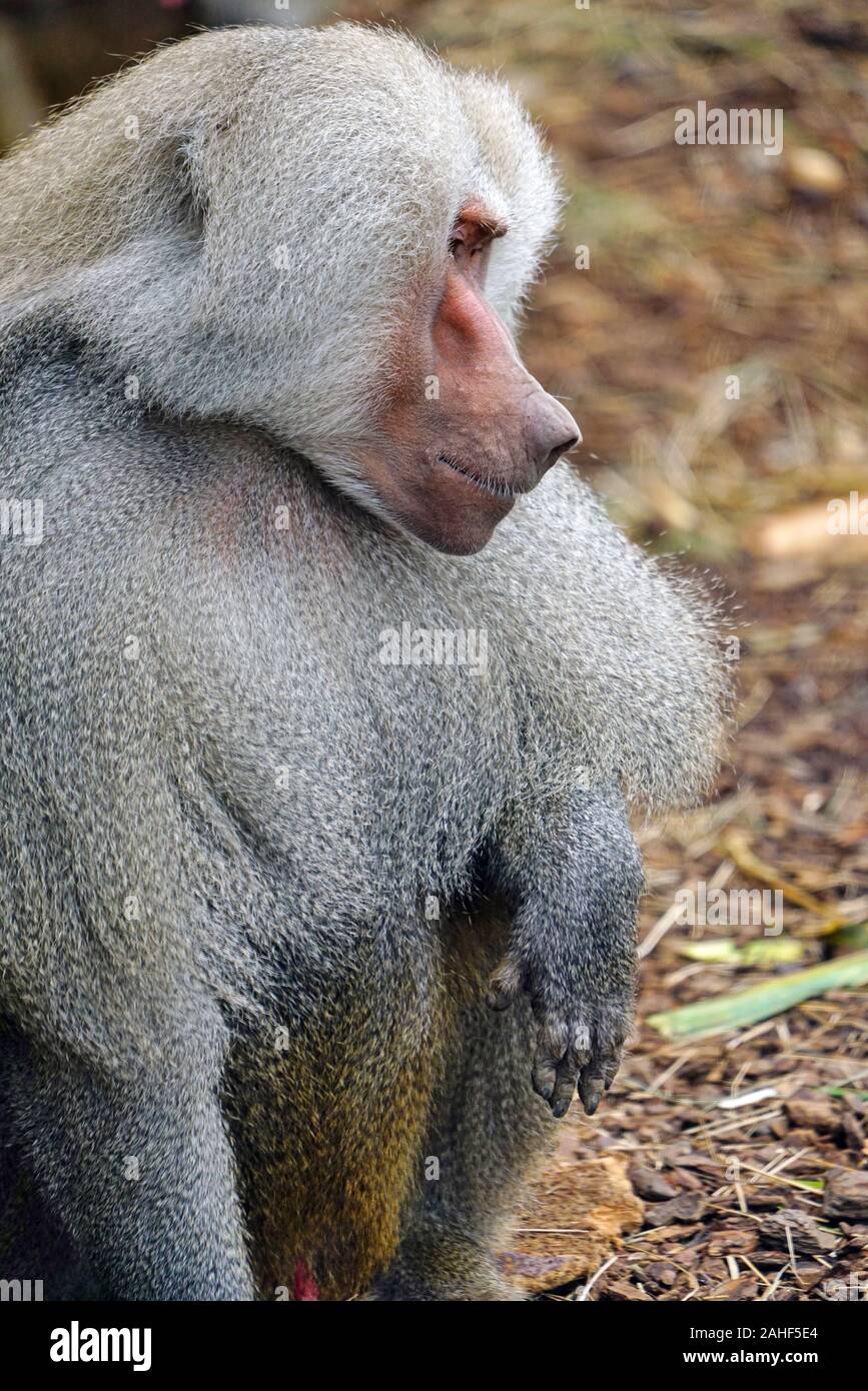 MELBOURNE, AUSTRALIA -14 JUL 2019- View of a male baboon monkey in ...