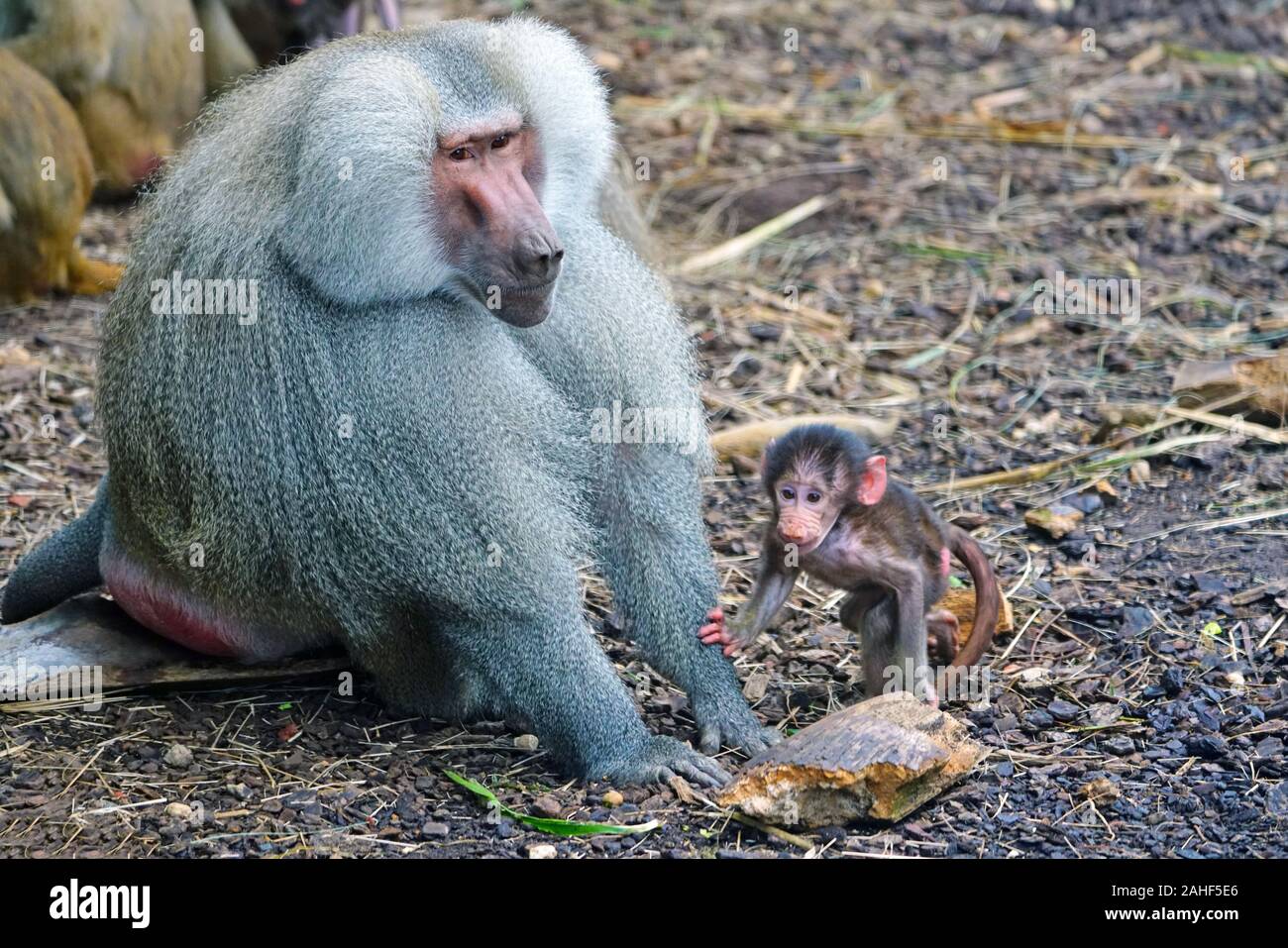 MELBOURNE, AUSTRALIA -14 JUL 2019- View of a male baboon monkey in ...