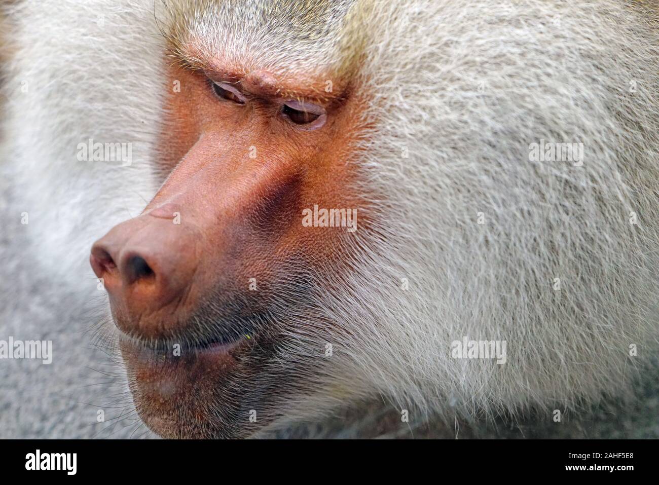 MELBOURNE, AUSTRALIA -14 JUL 2019- View of a male baboon monkey in ...