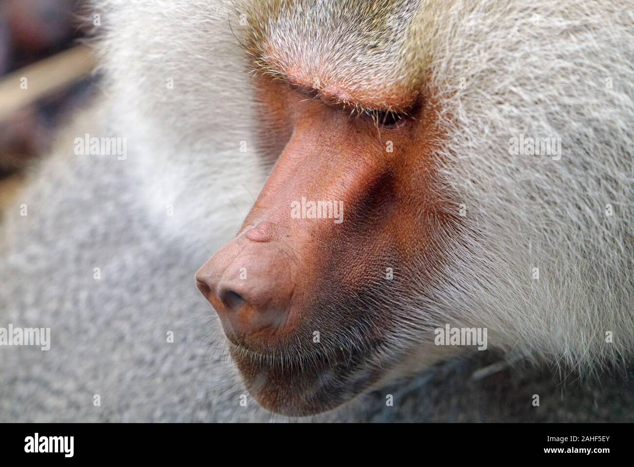 MELBOURNE, AUSTRALIA -14 JUL 2019- View of a male baboon monkey in ...