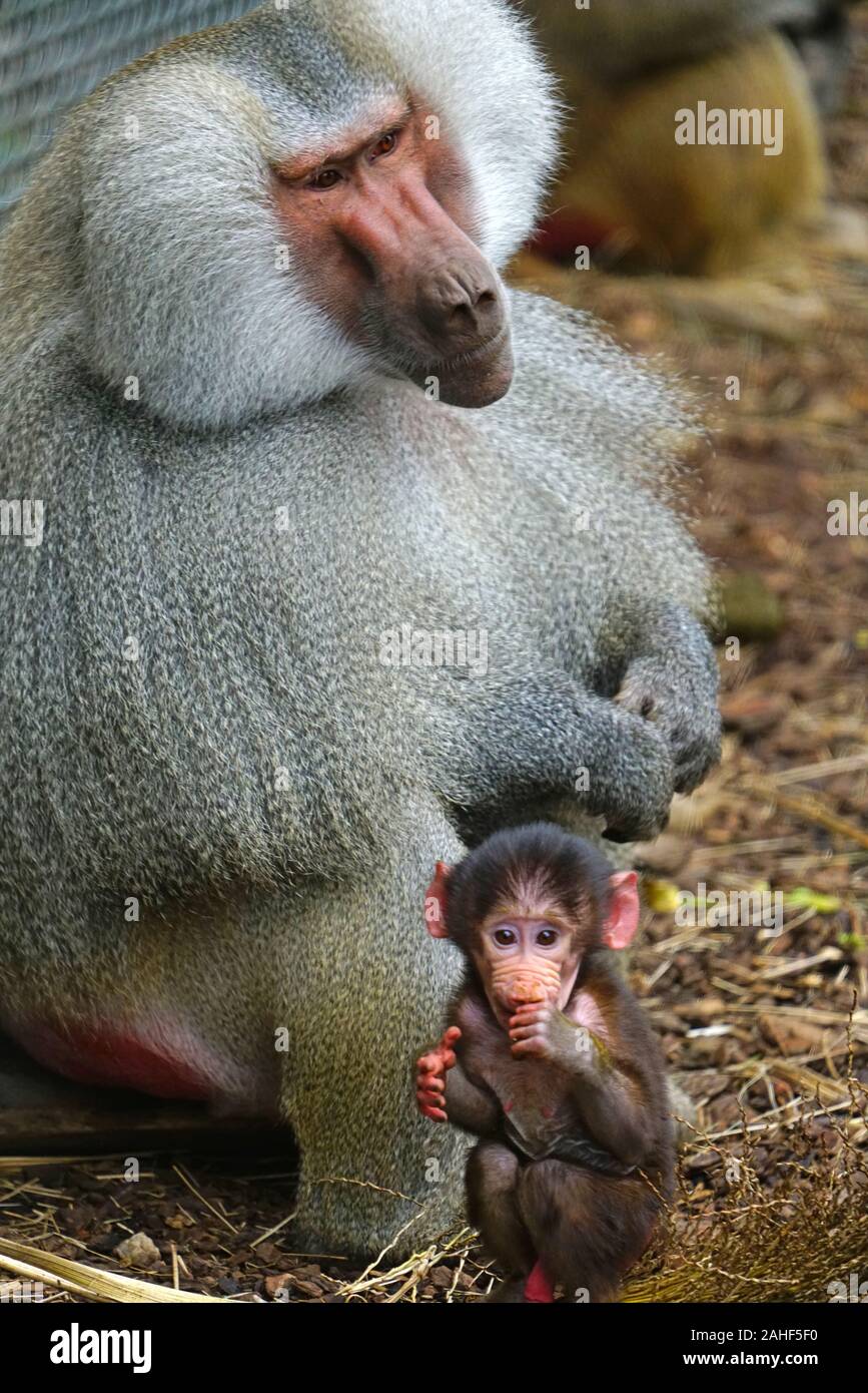 MELBOURNE, AUSTRALIA -14 JUL 2019- View of a male baboon monkey in ...