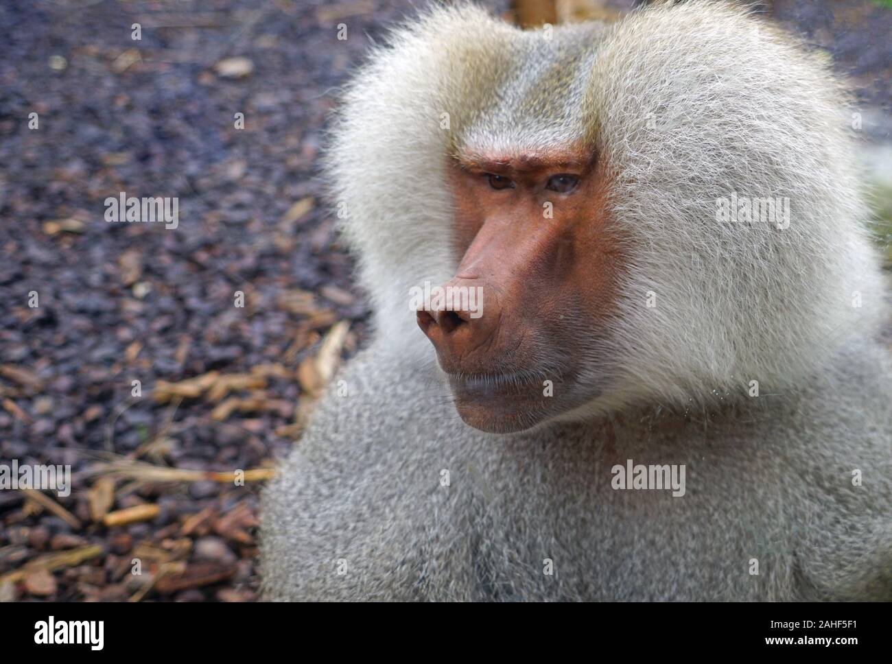 MELBOURNE, AUSTRALIA -14 JUL 2019- View of a male baboon monkey in ...