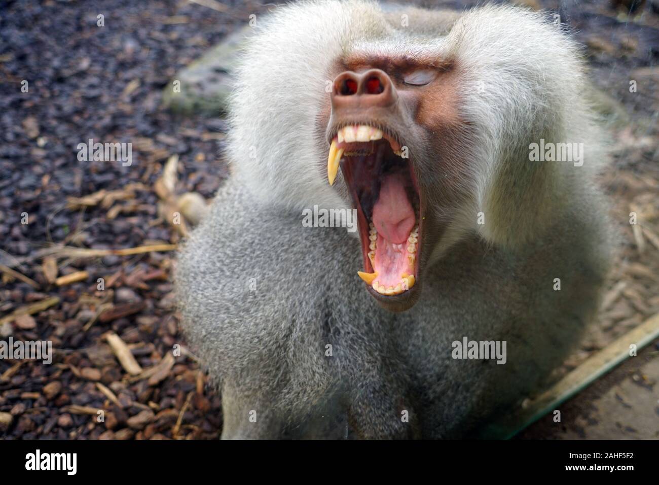MELBOURNE, AUSTRALIA -14 JUL 2019- View of a male baboon monkey in ...