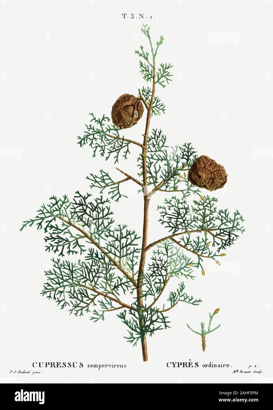 Cypress Tree Illustration High Resolution Stock Photography and Images ...