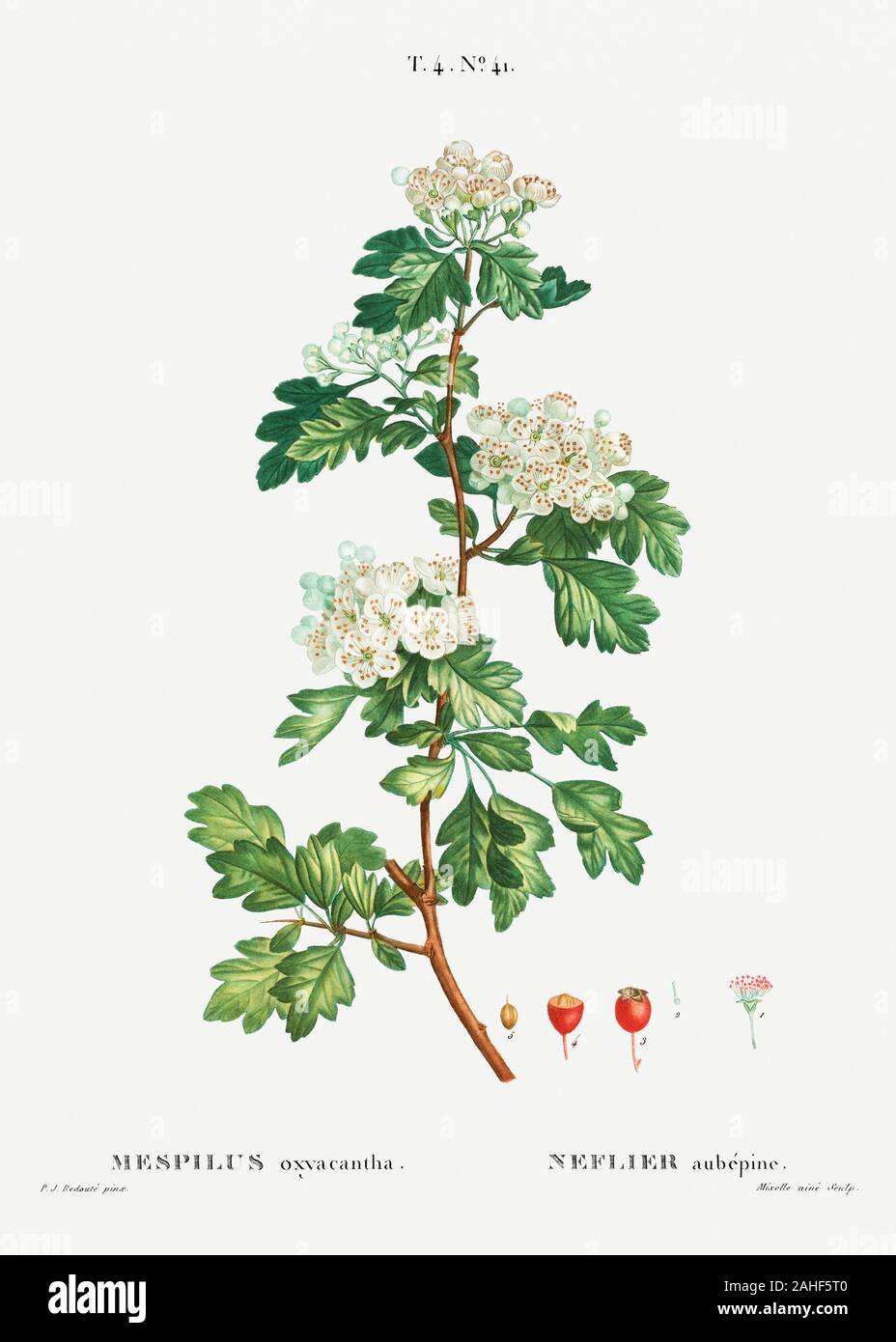 Hawthorn Tree Drawing High Resolution Stock Photography and Images - Alamy
