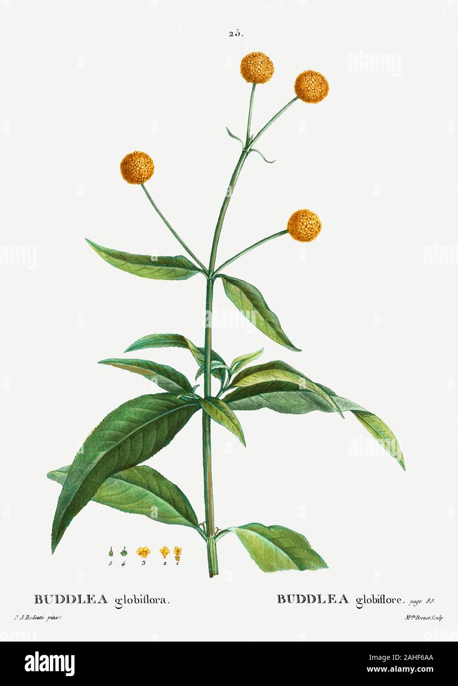 Buddleia Globosa Orange High Resolution Stock Photography and Images ...