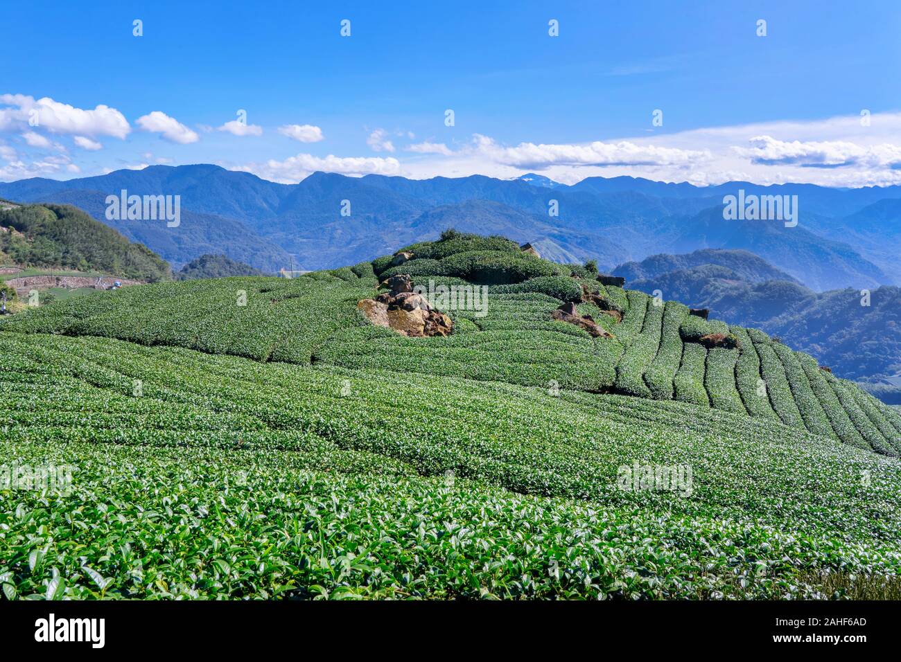 Beautiful tea garden rows scene isolated with blue sky and cloud ...