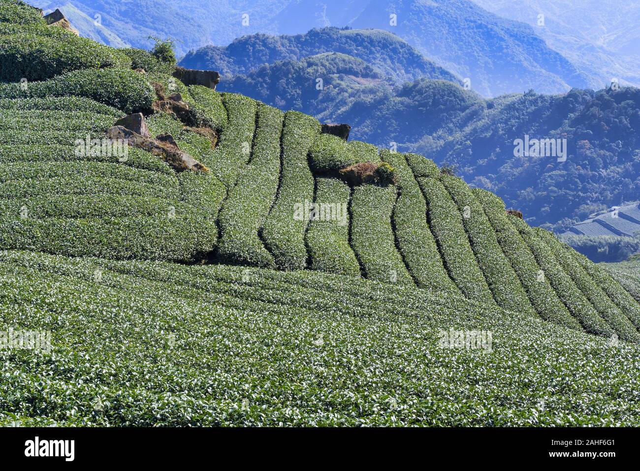 Beautiful tea garden rows scene isolated with blue sky and cloud ...
