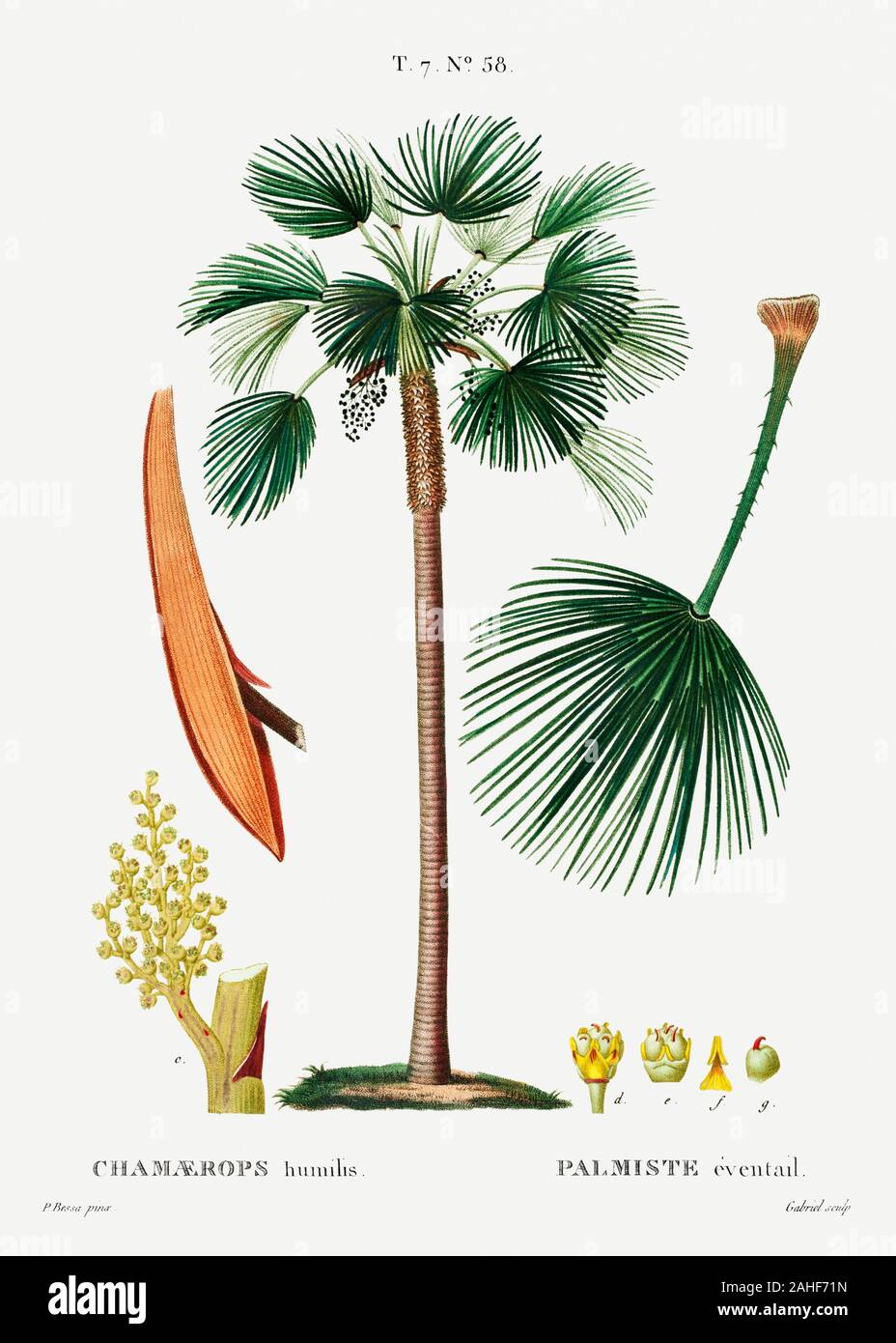 Palmiste eventail hi-res stock photography and images - Alamy