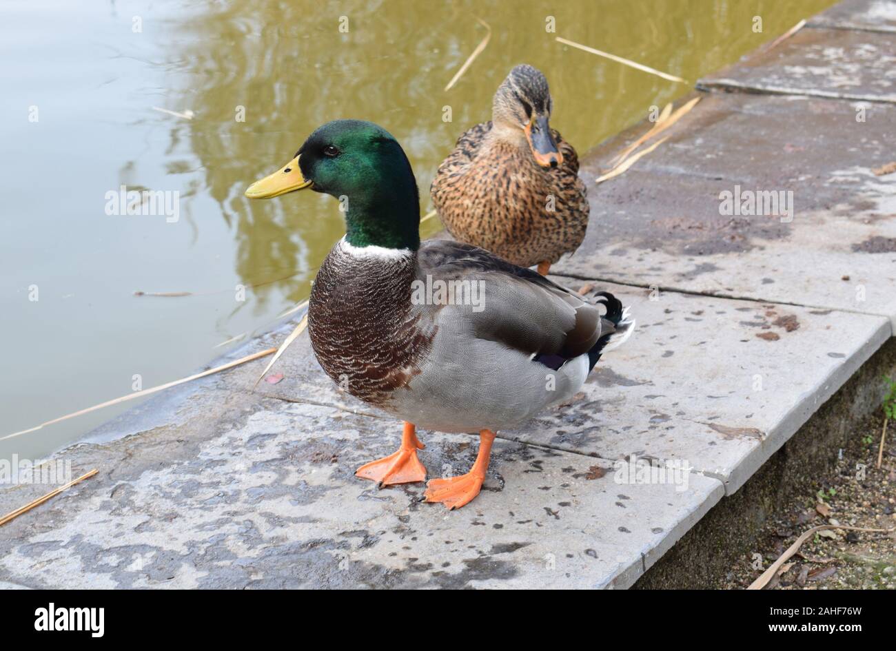Ducks in public park hi-res stock photography and images - Alamy