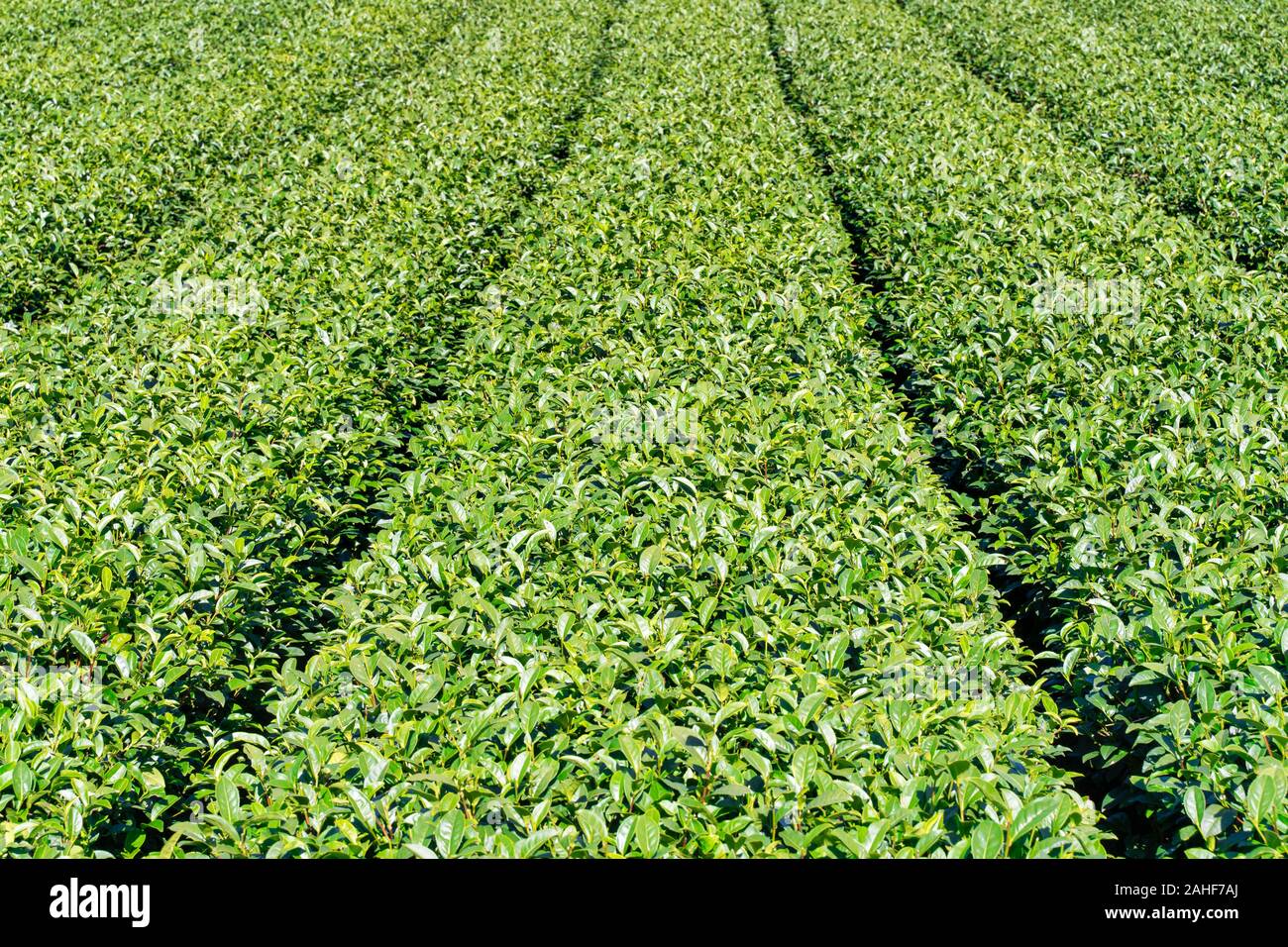 Beautiful tea garden rows scene isolated with blue sky and cloud ...